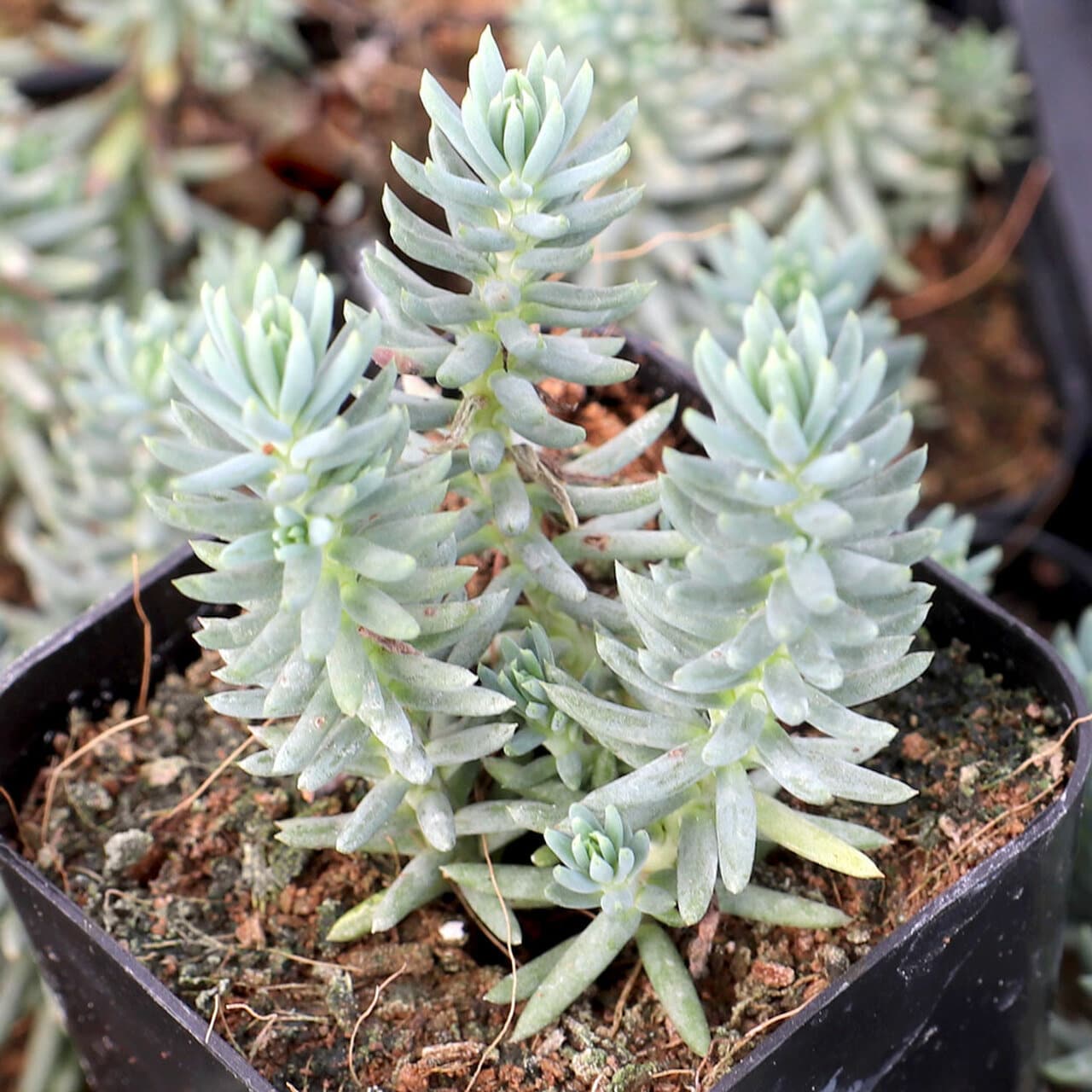 Silver Sedum Rupestre Succulent Seeds - 350 Flower Rock Garden Seed ...