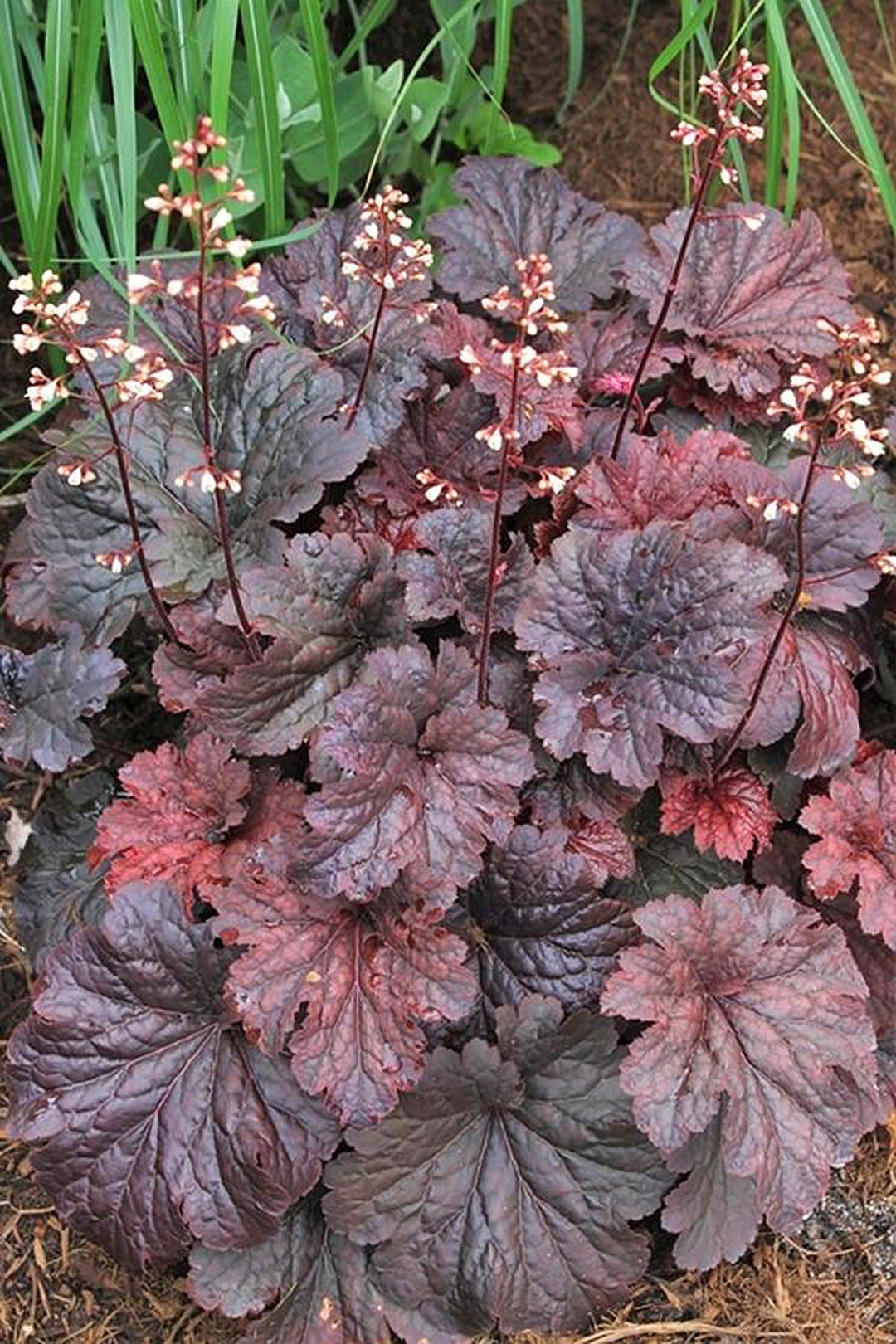 Heuchera Sanguinea Bressingham Coral Bells Hybrid Seeds 3540 - Etsy UK