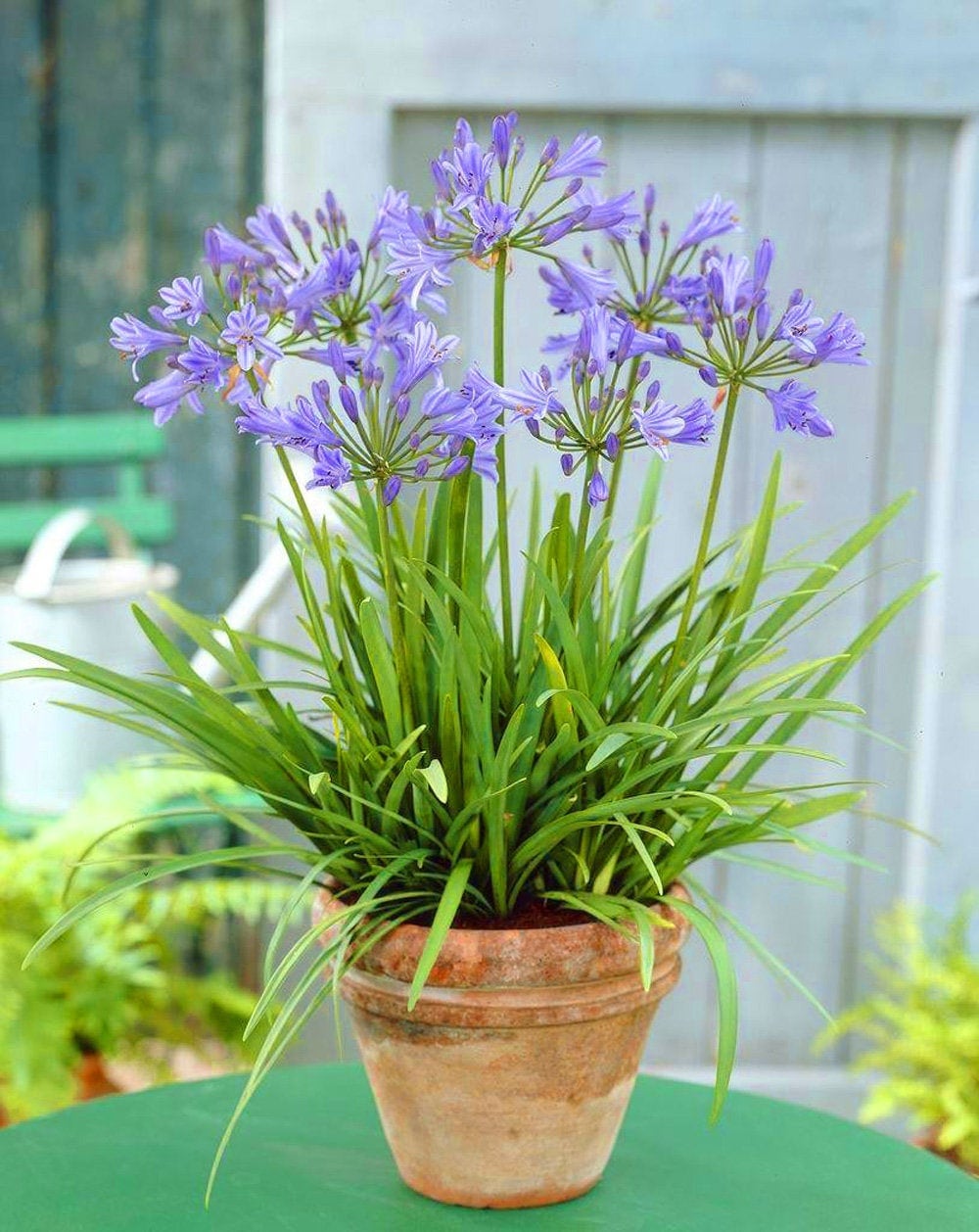 African Lily Agapanthus Peter Pan Houseplant Seeds Tropical | Etsy