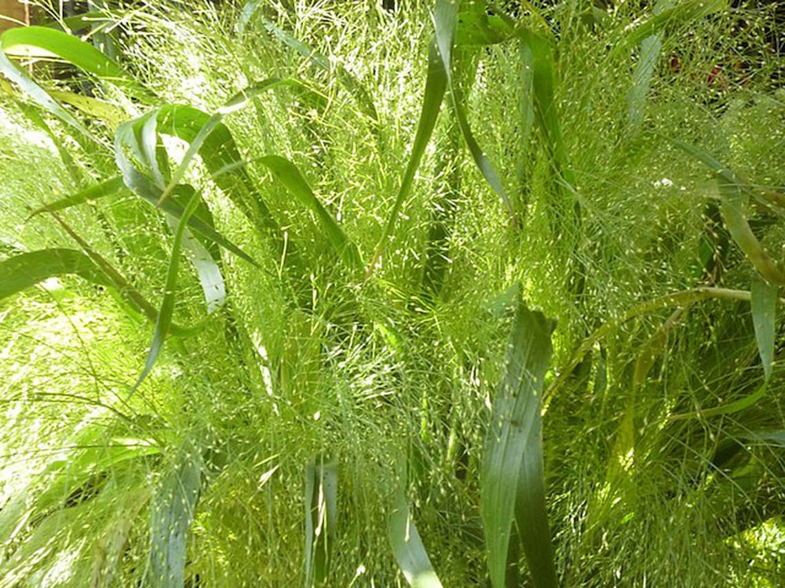 Grass Panicum Virgatum Fontaine Ornamental Grass Seeds 10 - Etsy Australia