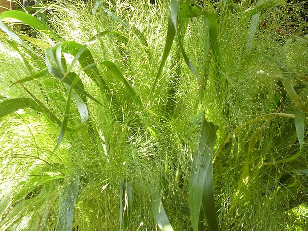 Grass Panicum Virgatum Fontaine Ornamental Grass Seeds 10 | Etsy UK