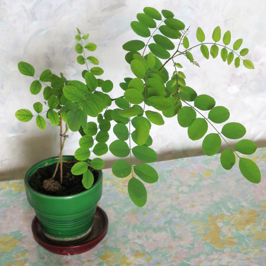 Black Locust Bonsai Tree 'robinia Pseudoacacia' House Plant Seeds - 10 ...