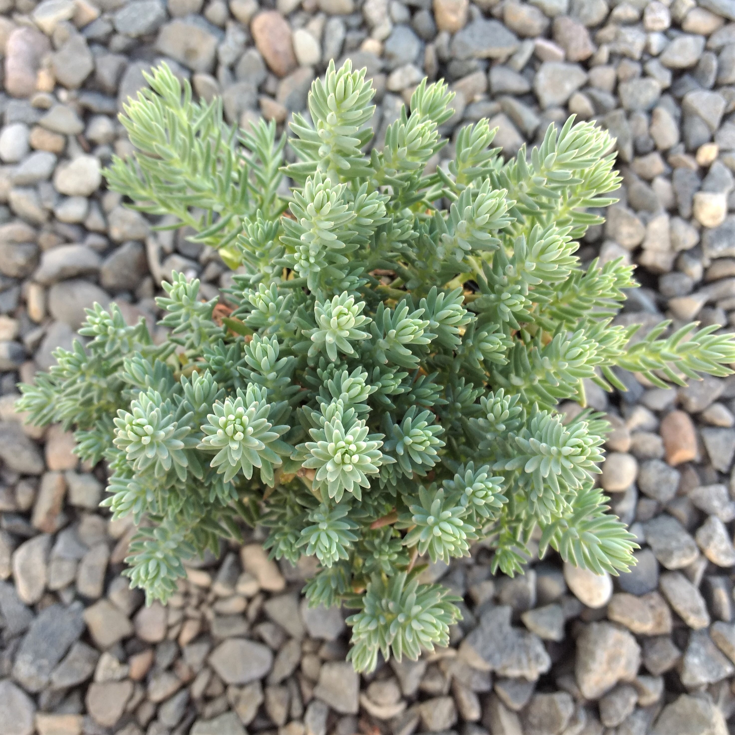 Silver Sedum Rupestre Succulent Seeds - 350 Flower Rock Garden Seed ...