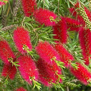 Callistemon Captain Cook 'bottlebrush' Houseplant - Etsy UK