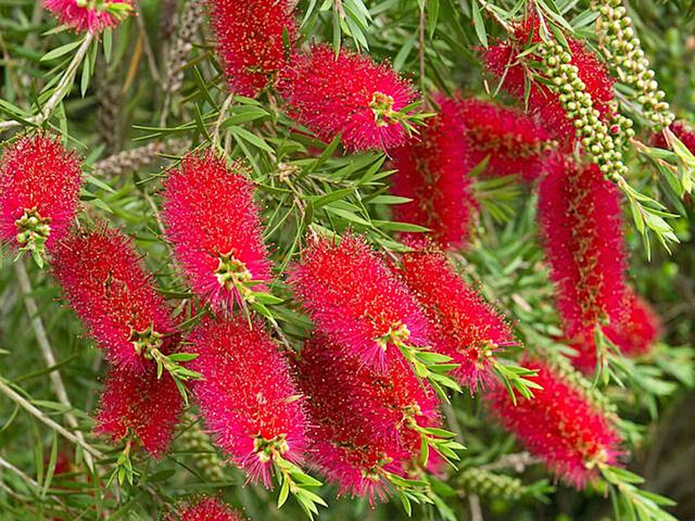 Callistemon Captain Cook 'bottlebrush' Houseplant - Etsy UK