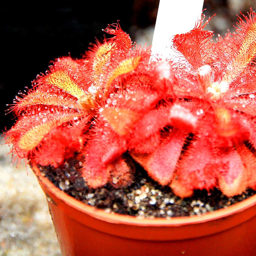 Drosera Seeds - Alice Sundew 'drosera Aliciae' Carnivorous 5 Seeds ...