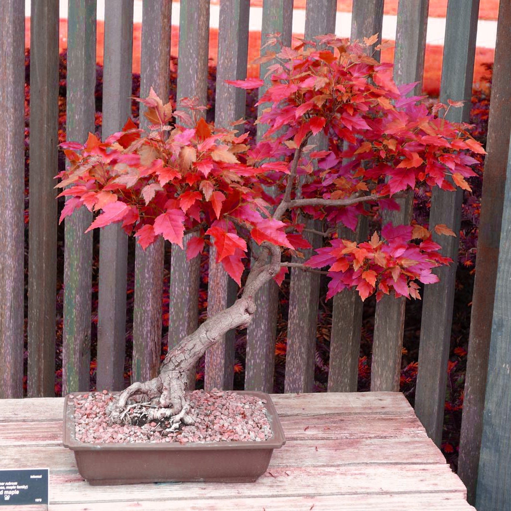 Sugar Maple Bonsai