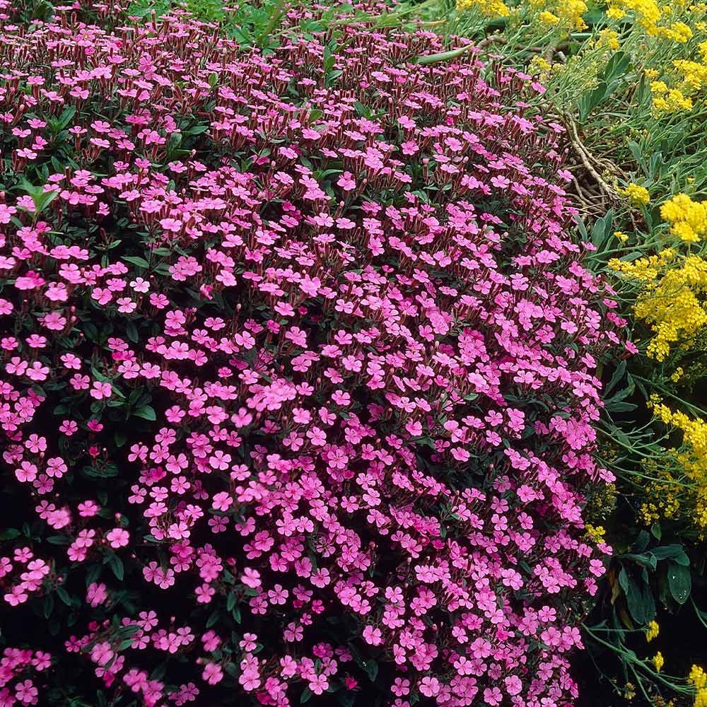 Rock Soapwart Tumbling Ted Saponaria Ocymoides Flower Seeds - Etsy UK