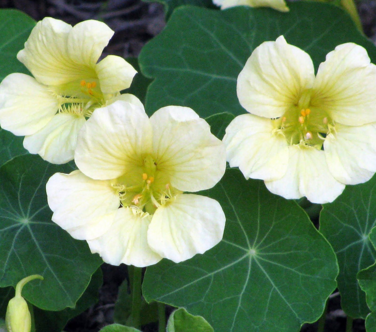 Nasturtium Milkmaid Seeds 8 Organic Flower Seed | Etsy