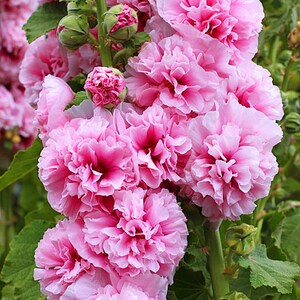 Hollyhocks Chaters Double Rose Pink 'alcea Rosea' Seeds - 20 Flower ...