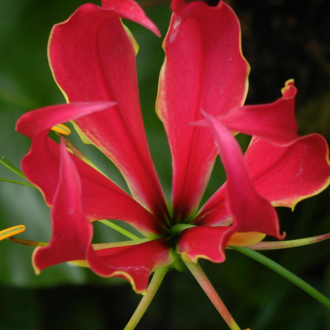 Glory Lily 'gloriosa Rothschildiana' 10 Seeds - Indoor Tropical ...