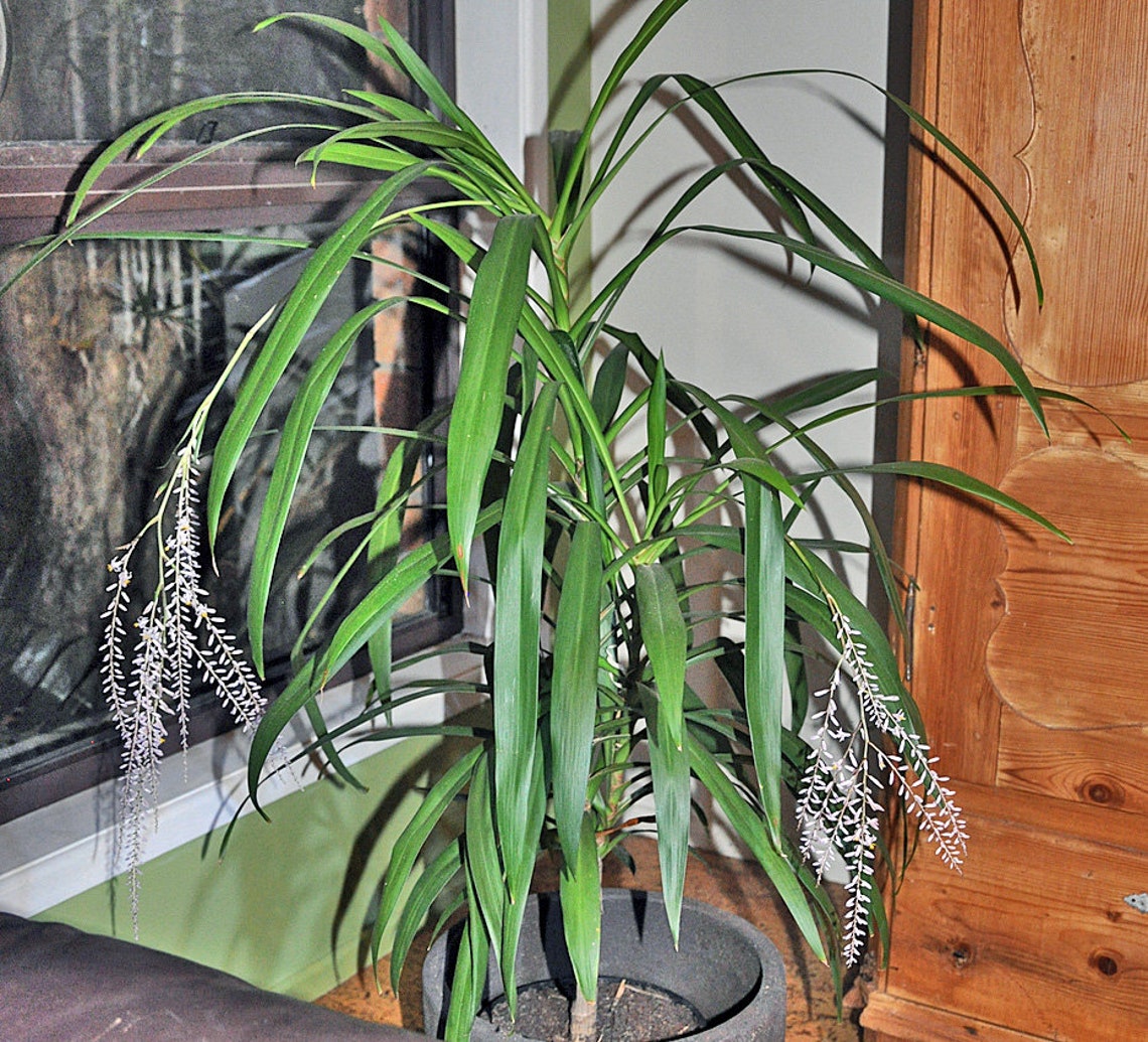 Cordyline Stricta Slender Palm Lily Houseplant Seeds - Etsy UK