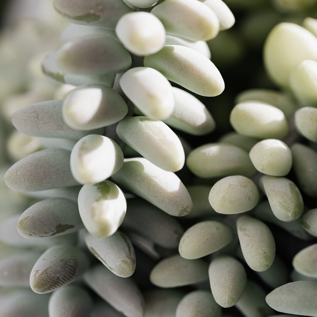 Silver Sedum Rupestre Succulent Seeds - 350 Flower Rock Garden Seed ...