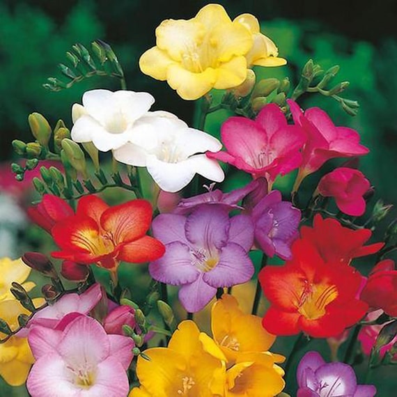 Freesia Royal Crown Mixed Flower Seeds 6 Rare Fresh Seeds | Etsy