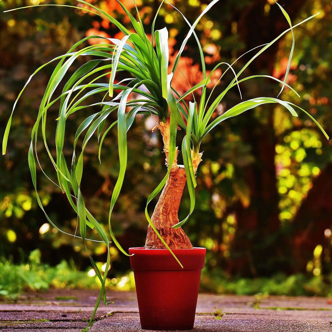 Red Ponytail Palm Tropical Succulent Indoor Houseplant Seeds - 15 Seeds ...