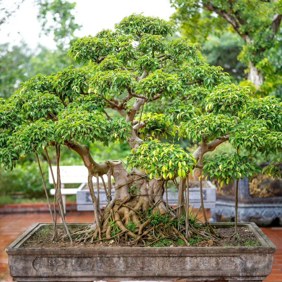 Bonsaï banian indien Ficus benghalensis Graines de plante d'intérieur ...