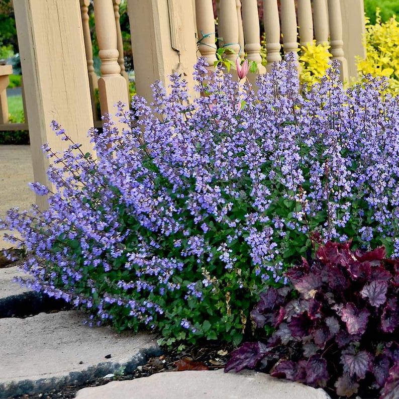 Blue Panther Nepeta Subsessilis Catmint Seeds 20 Japanese - Etsy UK