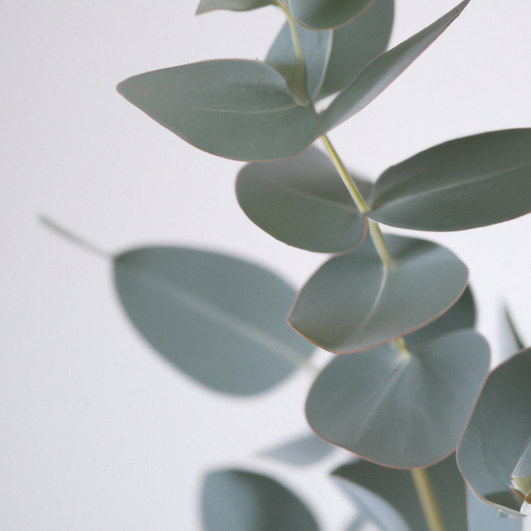 Eucalyptus Red Box Silver Dollar Gum Tree Tropical Seeds - 10 Seeds ...