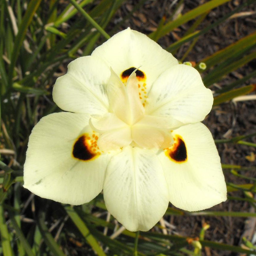Dietes Bicolor African Iris Fortnight Lily Flower Seeds - 15 Seeds ...