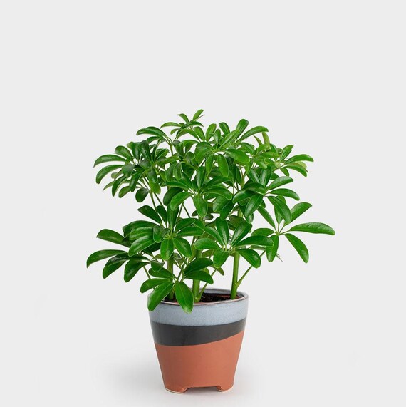 Dwarf Umbrella Tree Plant 'schefflera Arboricola' | Etsy UK