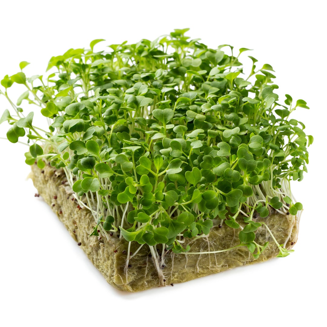 Sprouting Seed Pak Choi Oriental Microgreens Seeds - 1500 Microgreen ...