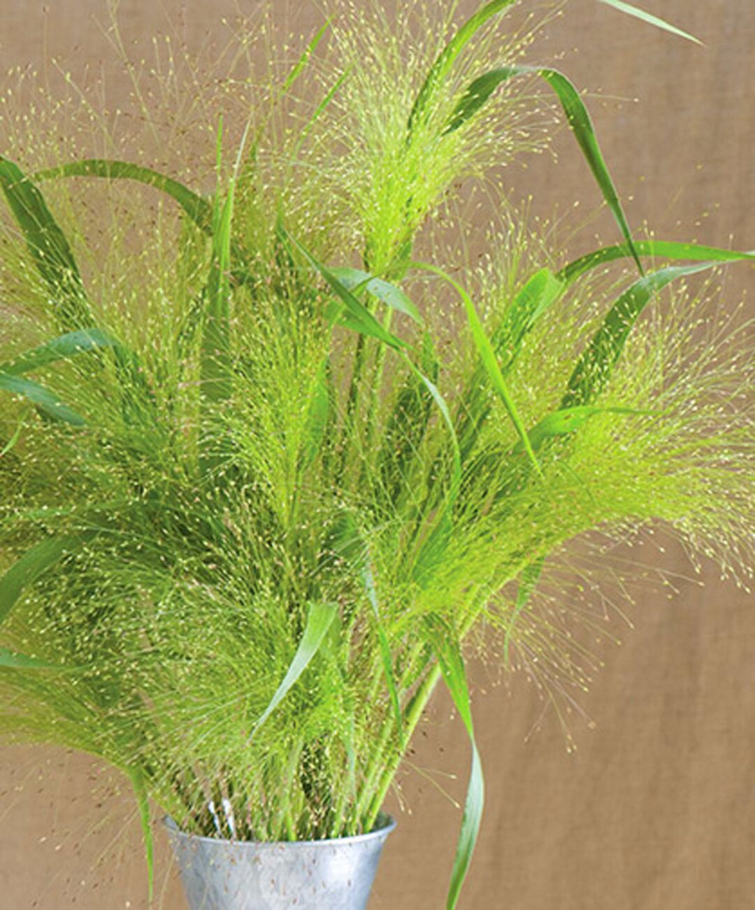 Grass Panicum Virgatum Fontaine Ornamental Grass Seeds 10 - Etsy UK