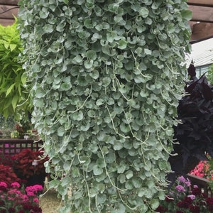 Dichondra Silver Falls Flower Seeds 6 Pelleted Rare Seeds - Etsy UK
