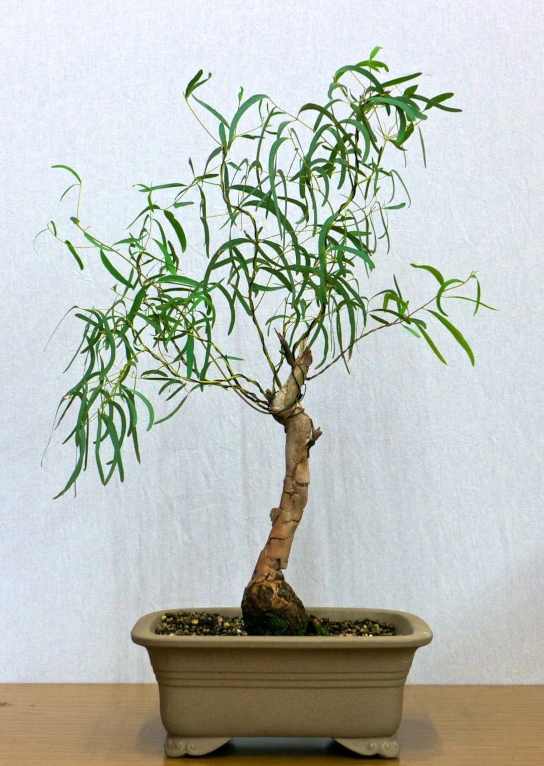 Eucalyptus Moorei Nana Tree Tropical House Plant 15 Seeds Indoor or ...