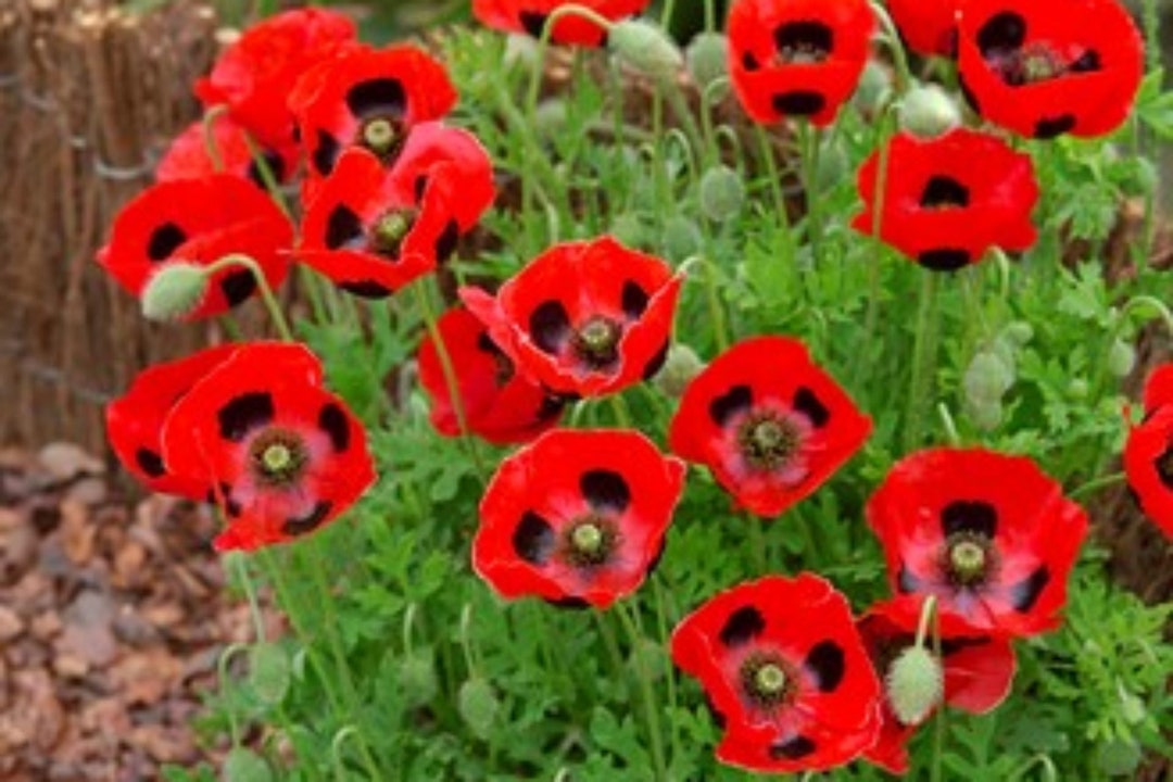 Papaver Lady Bird Poppy Flower Seeds Papaver Commutatum - Etsy UK