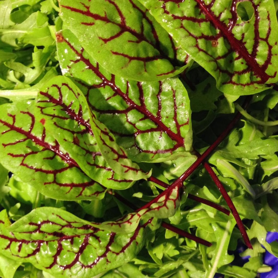 Sprouting Red Veined Sorrel Microgreens Seeds - 500 Organic Microgreen ...