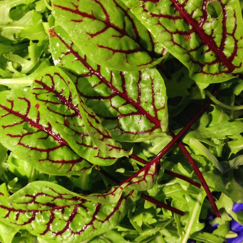 Sprouting Red Veined Sorrel Microgreens Seeds - 500 semillas orgánicas ...