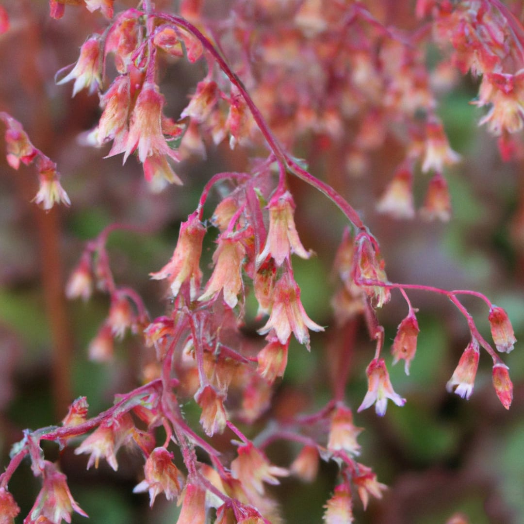 Heuchera Sanguinea Bressingham Hybrids