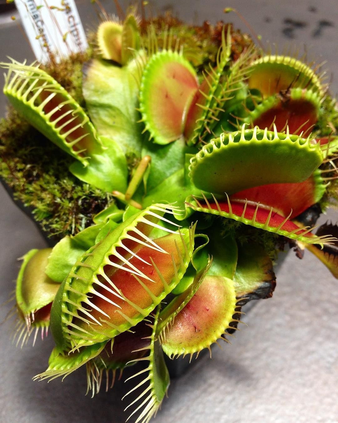 Venus Flytrap Rare Giant Species Mix Carnivorous Houseplant - Etsy Canada