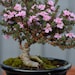 Manuka Myrtle Tea Tree Bonsai 20 Rare Seeds Leptospermum - Etsy UK