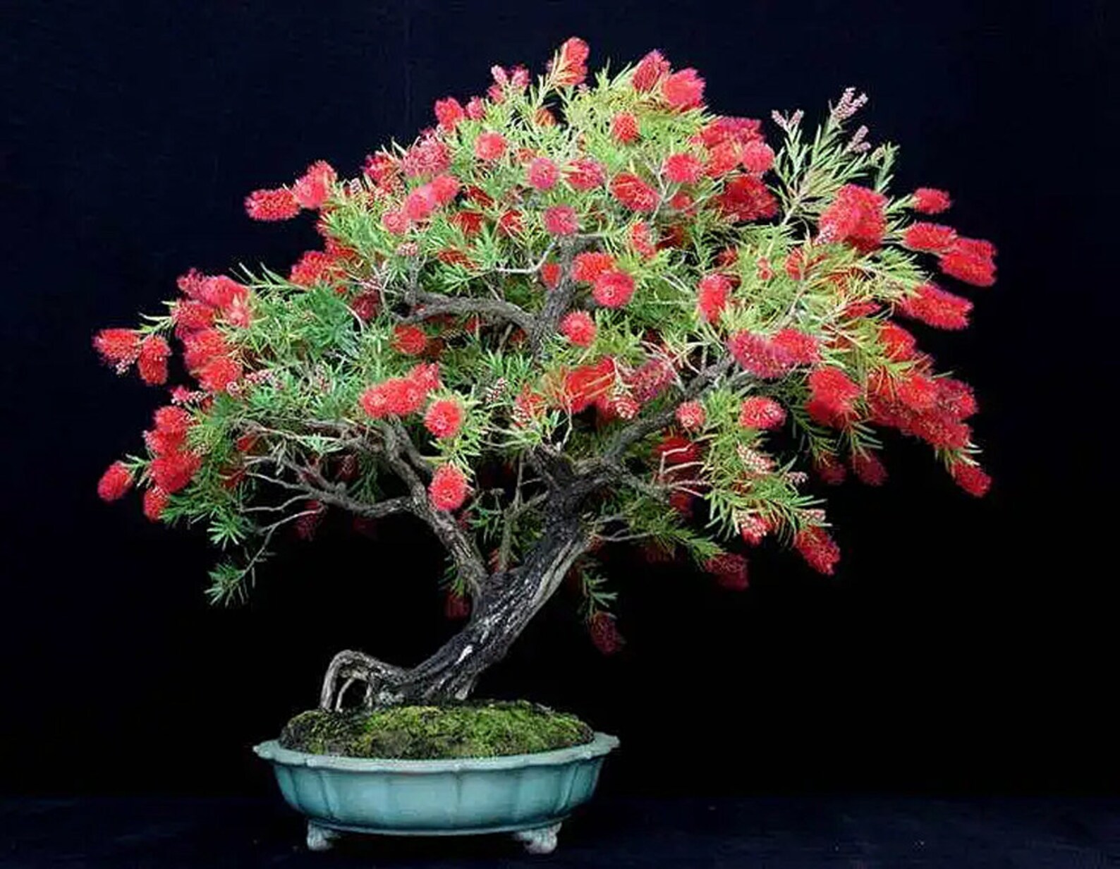 Callistemon Captain Cook 'bottlebrush' Houseplant - Etsy UK