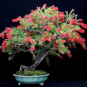 Callistemon Captain Cook 'bottlebrush' Houseplant - Etsy UK