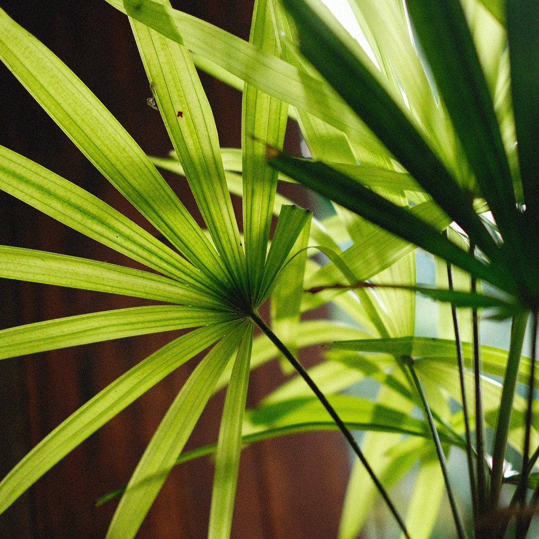 Lady Palm Tree 'rhapis Excelsa' Tropical Indoor Houseplant Seeds - 8 ...