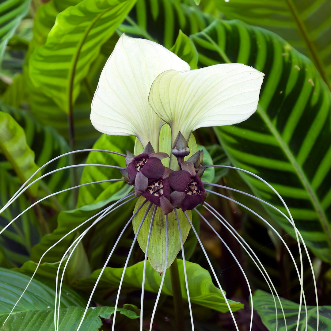 White Bat Lily Tacca Niveum 10 Rare Tropical Exotic Flowering ...