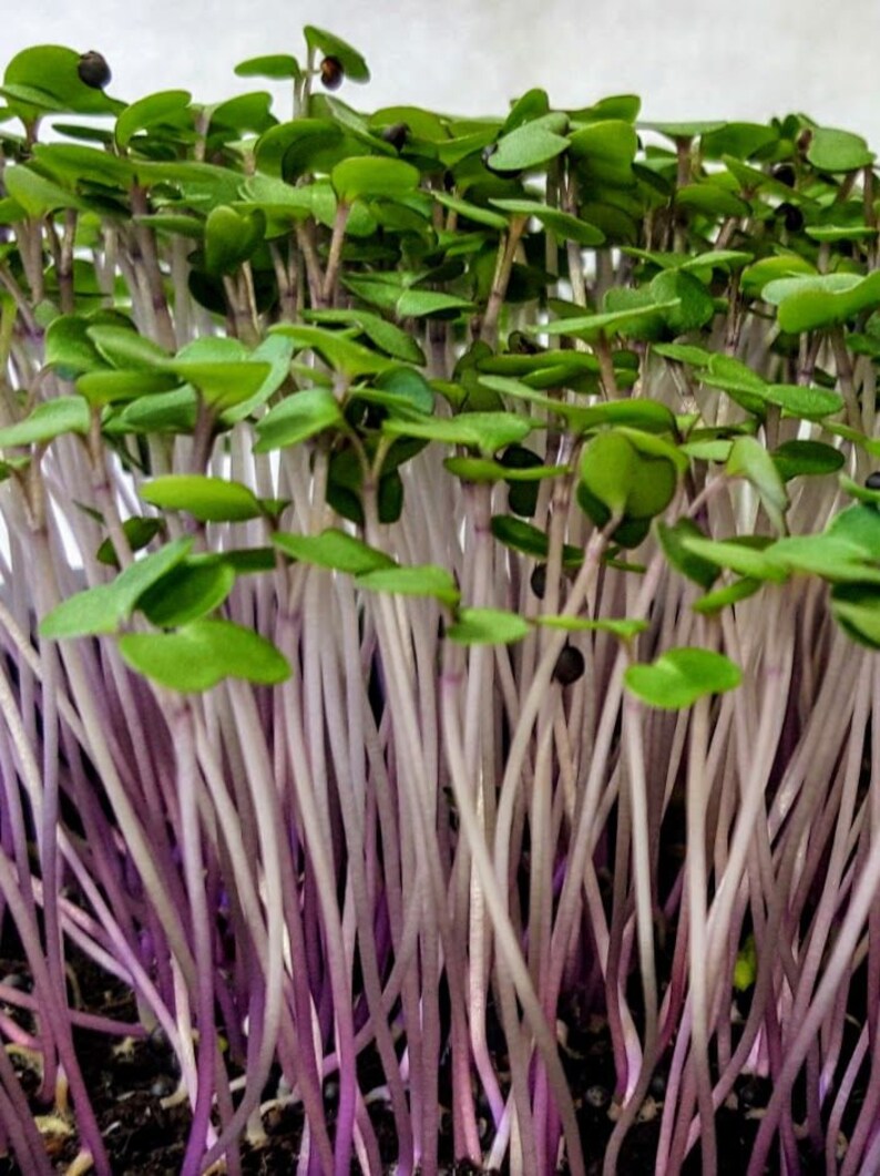 Red Russian Kale Seeds Easy to Grow Anytime Approx. 3600 | Etsy Red Russian Kale Seeds Easy to Grow Anytime Approx. 3600 | Etsy