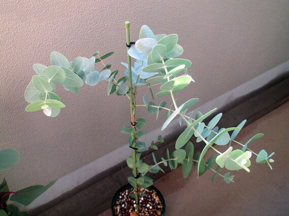 Eucalyptus Blue Mallee Tree Tropical House Plant 15 Seeds - Etsy UK