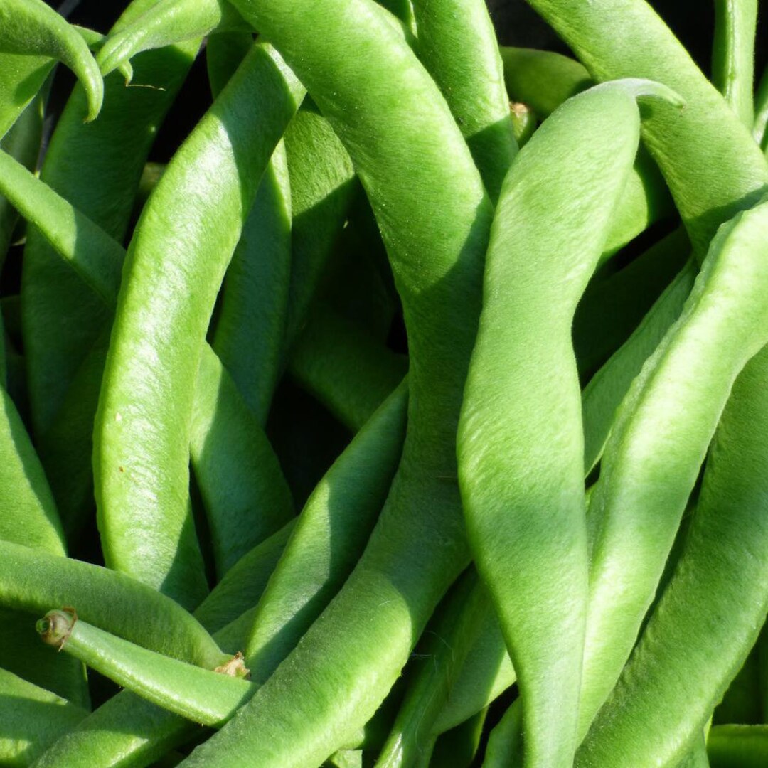 Runner Bean Scarlet Emperor Butter Bean Vegetable Plant Seeds - 30 ...