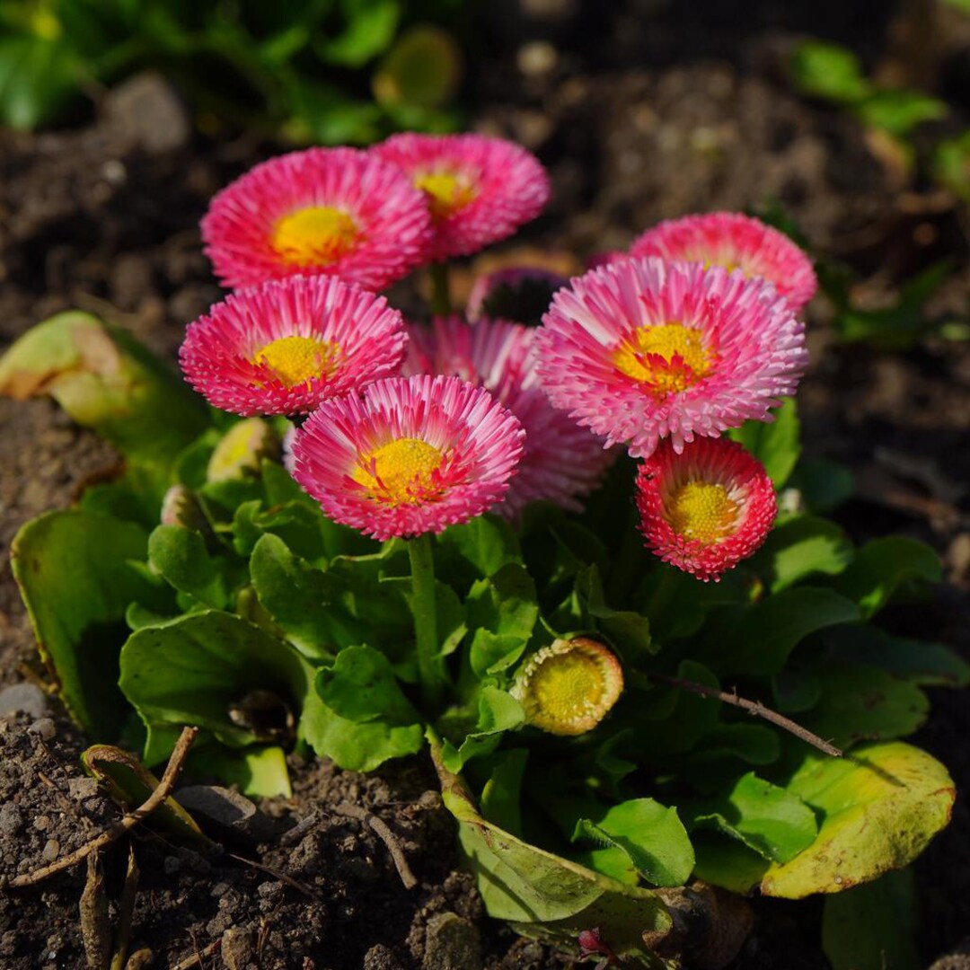 Bellis Bam Bam Rose Flower Seeds - 'bellis Perenni' - 18 Seeds - Etsy UK