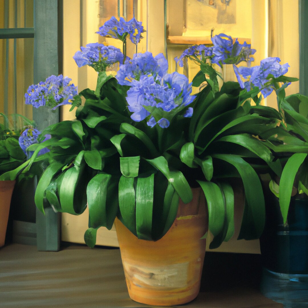 African Lily Agapanthus Peter Pan Houseplant Seeds - Tropical Indoor ...