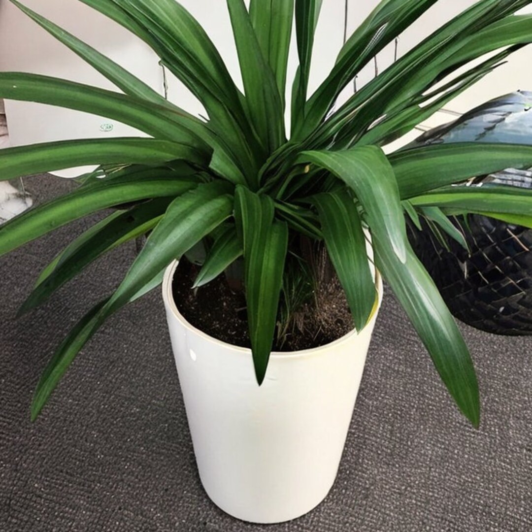 Cordyline Stricta Slender Palm Lily Houseplant Seeds - Tropical Indoor ...