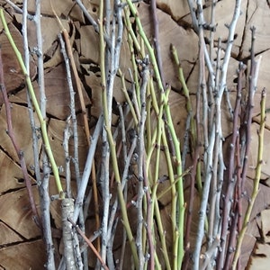 80 Almond Twigs, Branches Assorted Sizes for Raw Natural Crafts ...