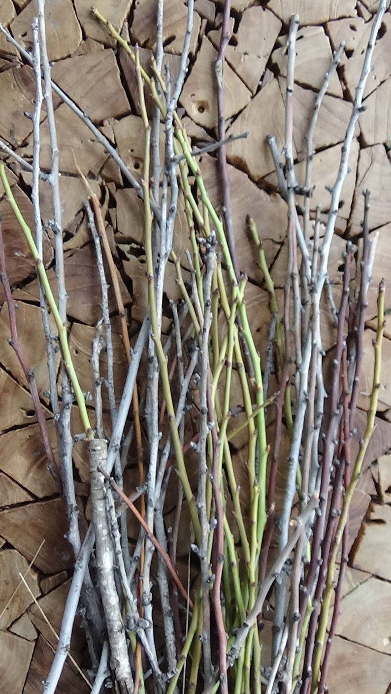80 Almond Twigs Branches Assorted Sizes for Raw Natural - Etsy