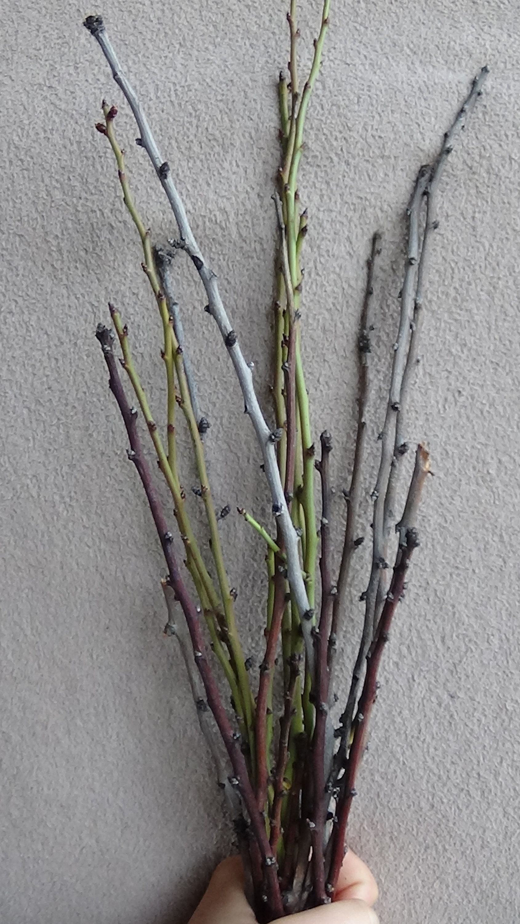 80 Almond Twigs, Branches Assorted Sizes for Raw Natural Crafts ...