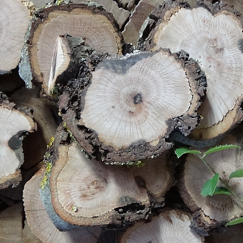 Oak Wood Slice - Etsy