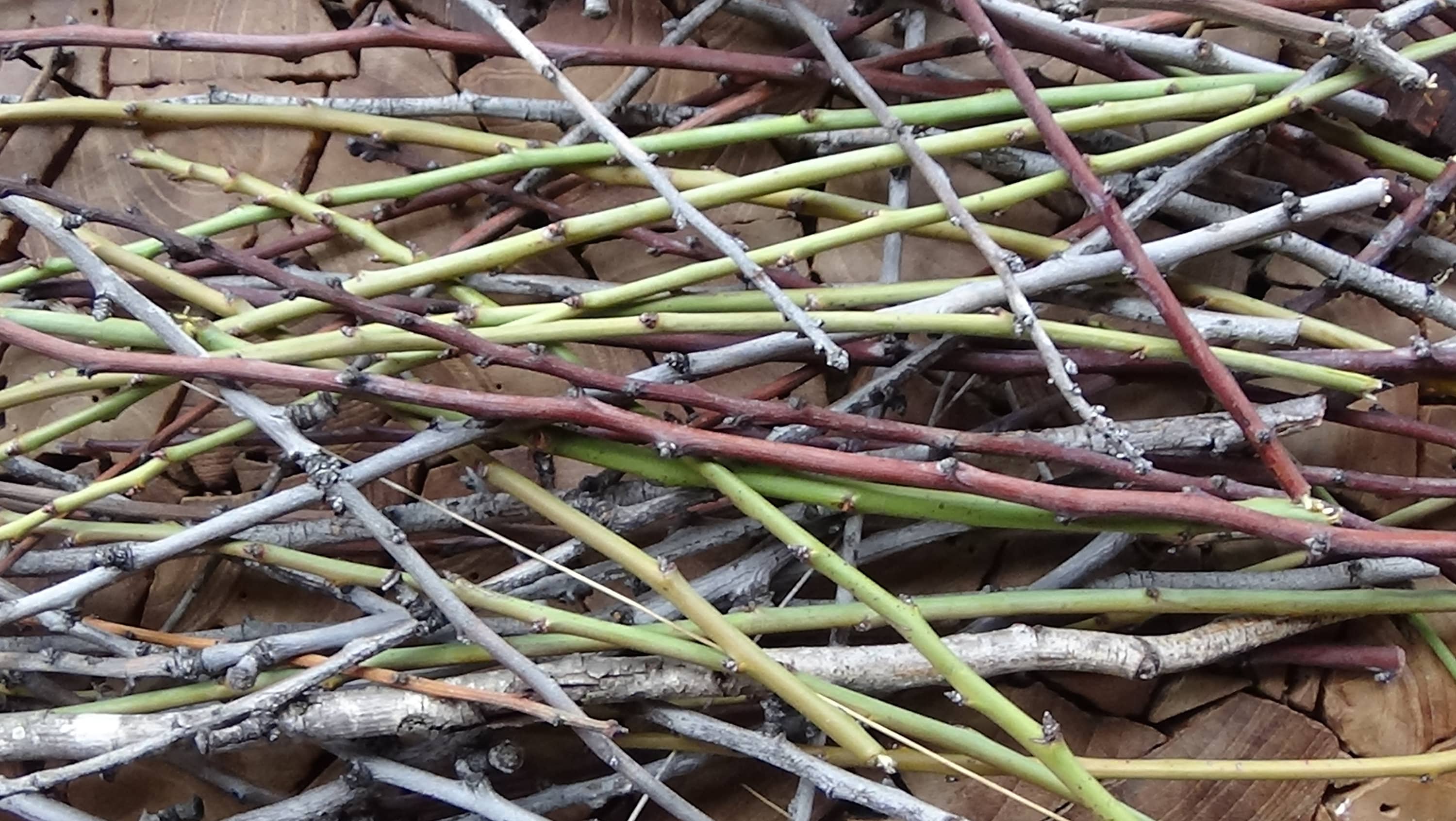 80 Almond Twigs, Branches Assorted Sizes for Raw Natural Crafts ...