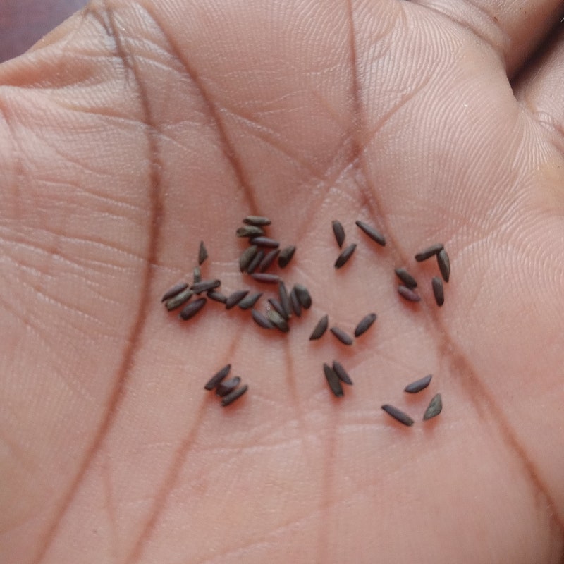 Wild Violet Seeds - Etsy